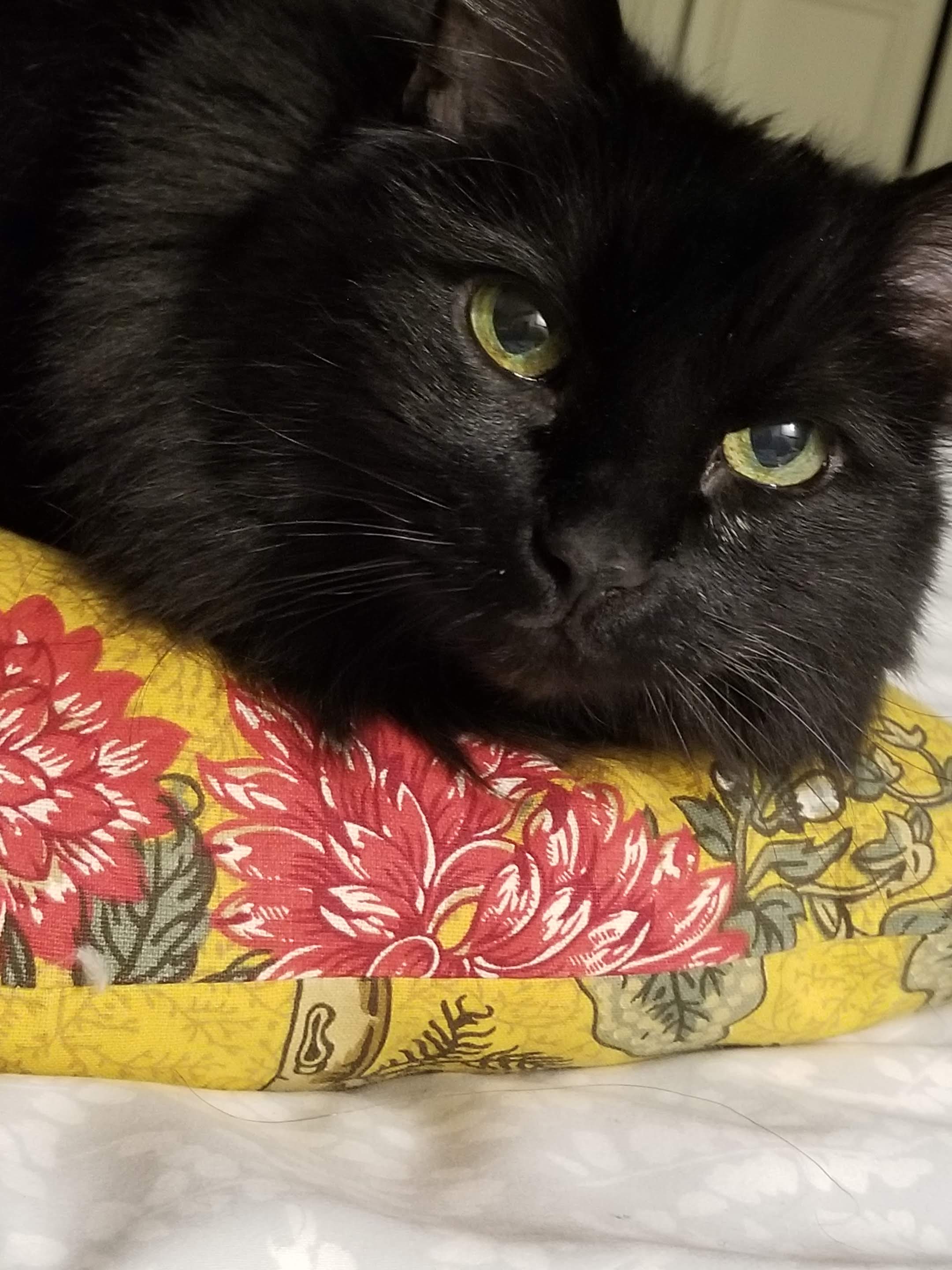 Good kitty | This is my symphony